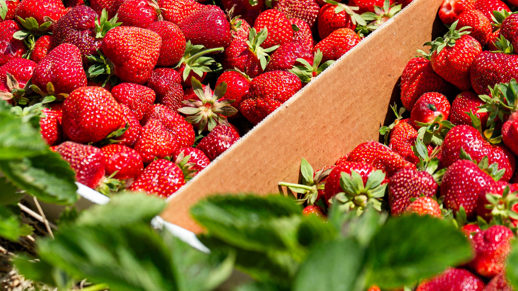 Strawberry Festival - Blake Farms
