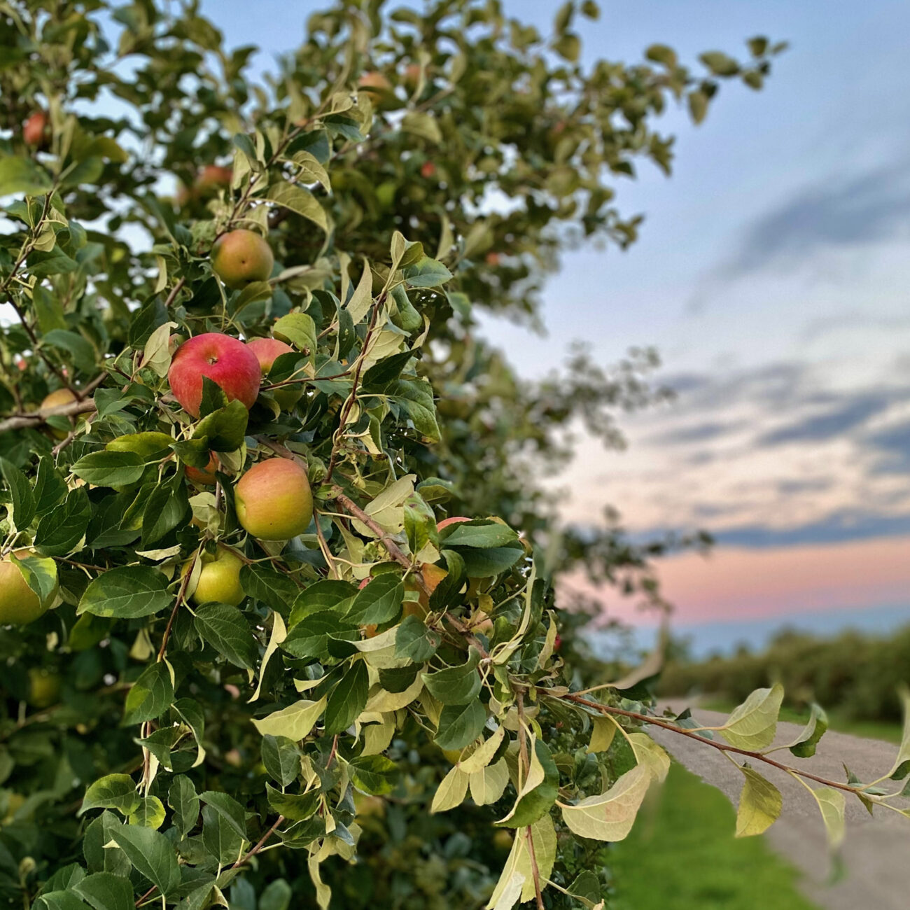 Big Apple - Blake Farms