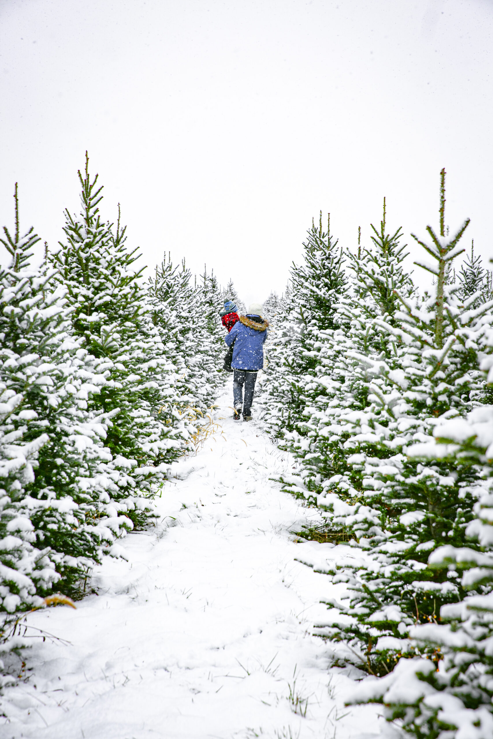 Christmas Trees - Blake Farms
