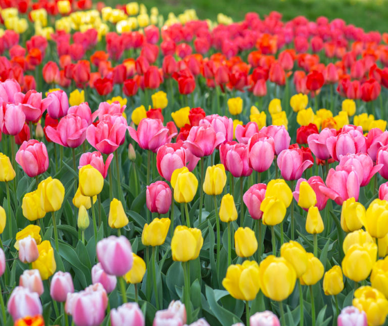 Blake's In Bloom - Blake Farms