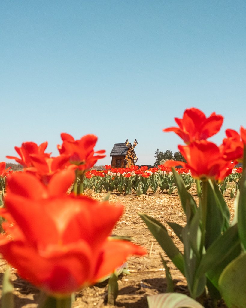Blake's In Bloom - Blake Farms