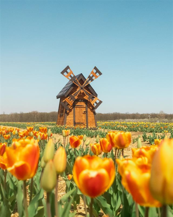 Blake's In Bloom - Blake Farms