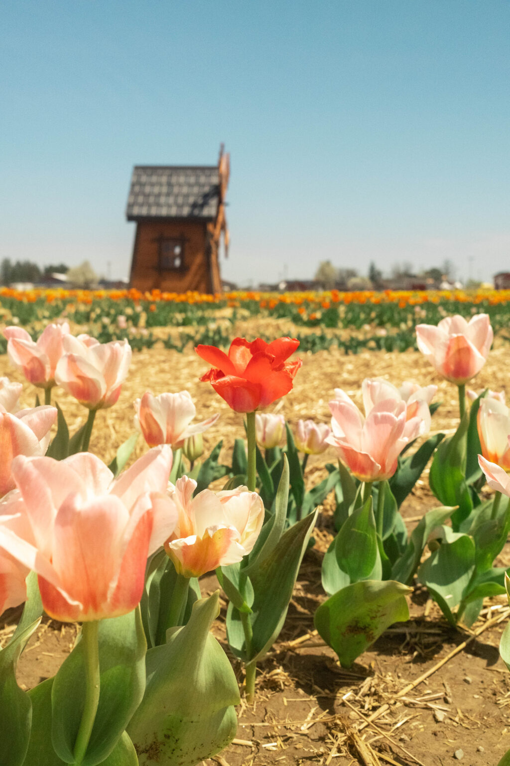 Blake's In Bloom - Blake Farms