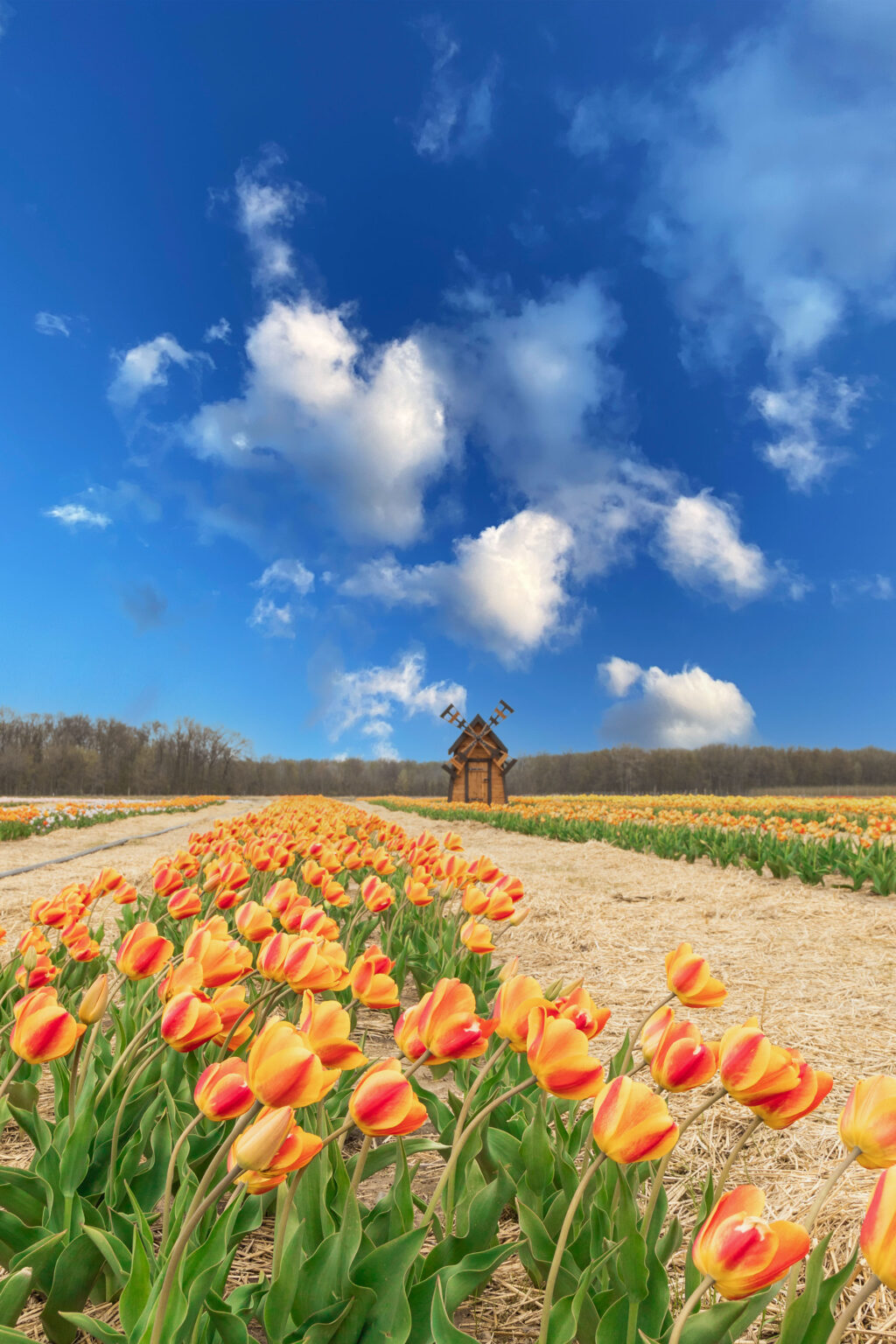 Blake's In Bloom - Blake Farms