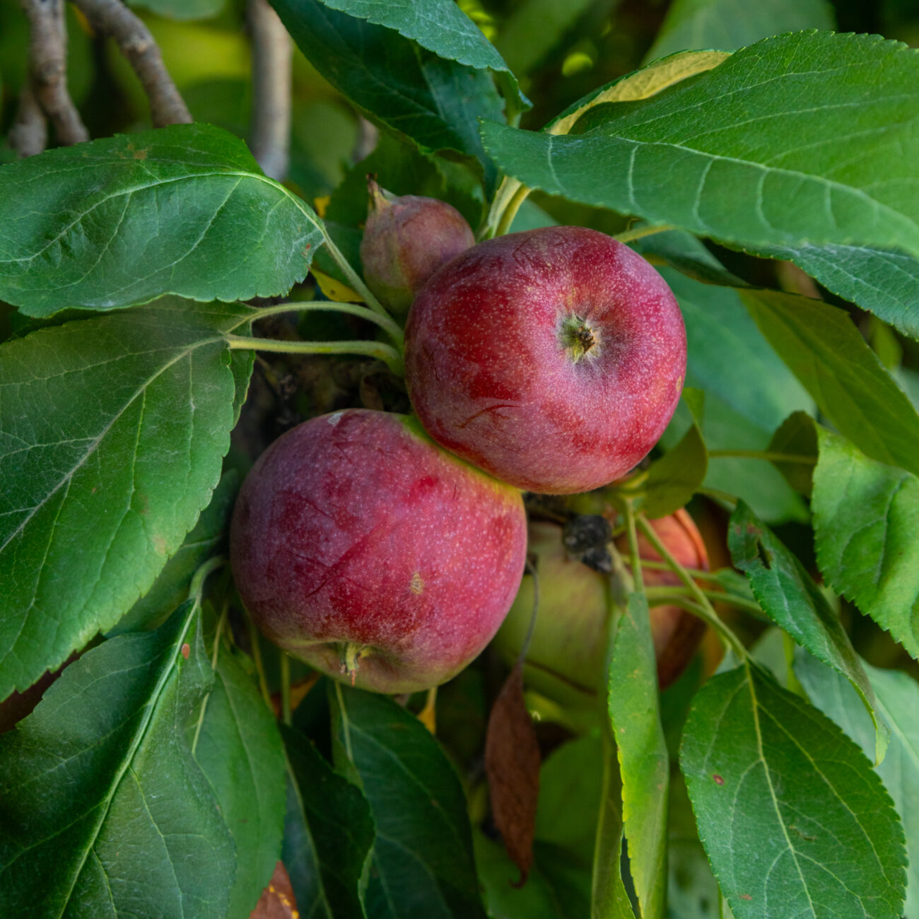 Big Apple - Blake Farms