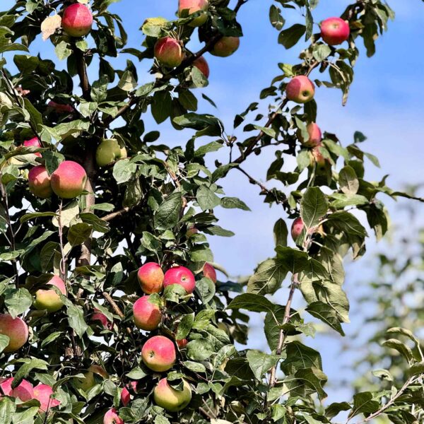 Blakes South Lyon - Blake Farms